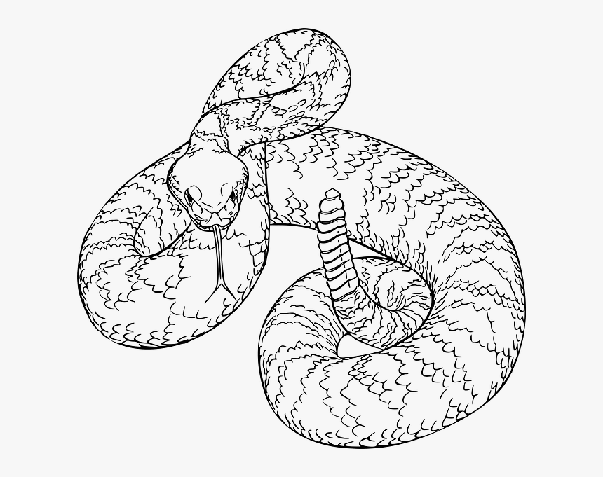 How To Draw A Diamondback Rattlesnake