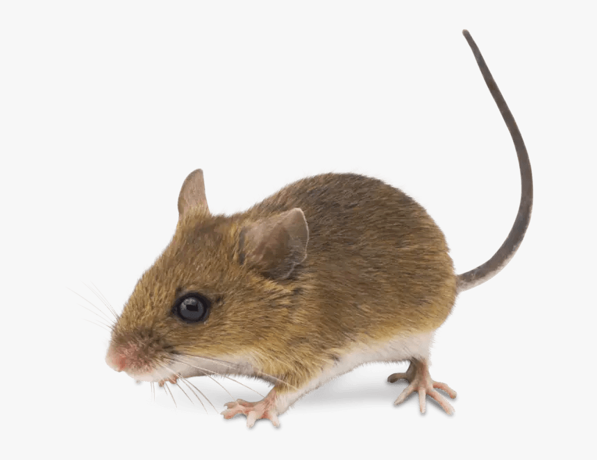 Realistic Mouse Clipart, HD Png Download , Transparent Png Image - PNGitem