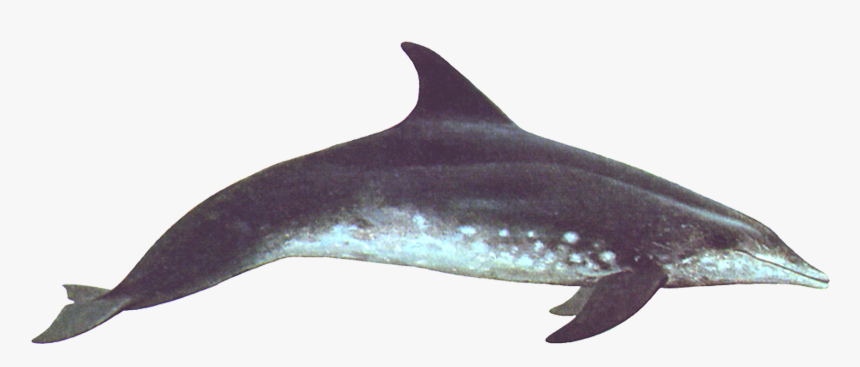 Rough-toothed Dolphin - Rough Toothed Dolphin, HD Png Download ...