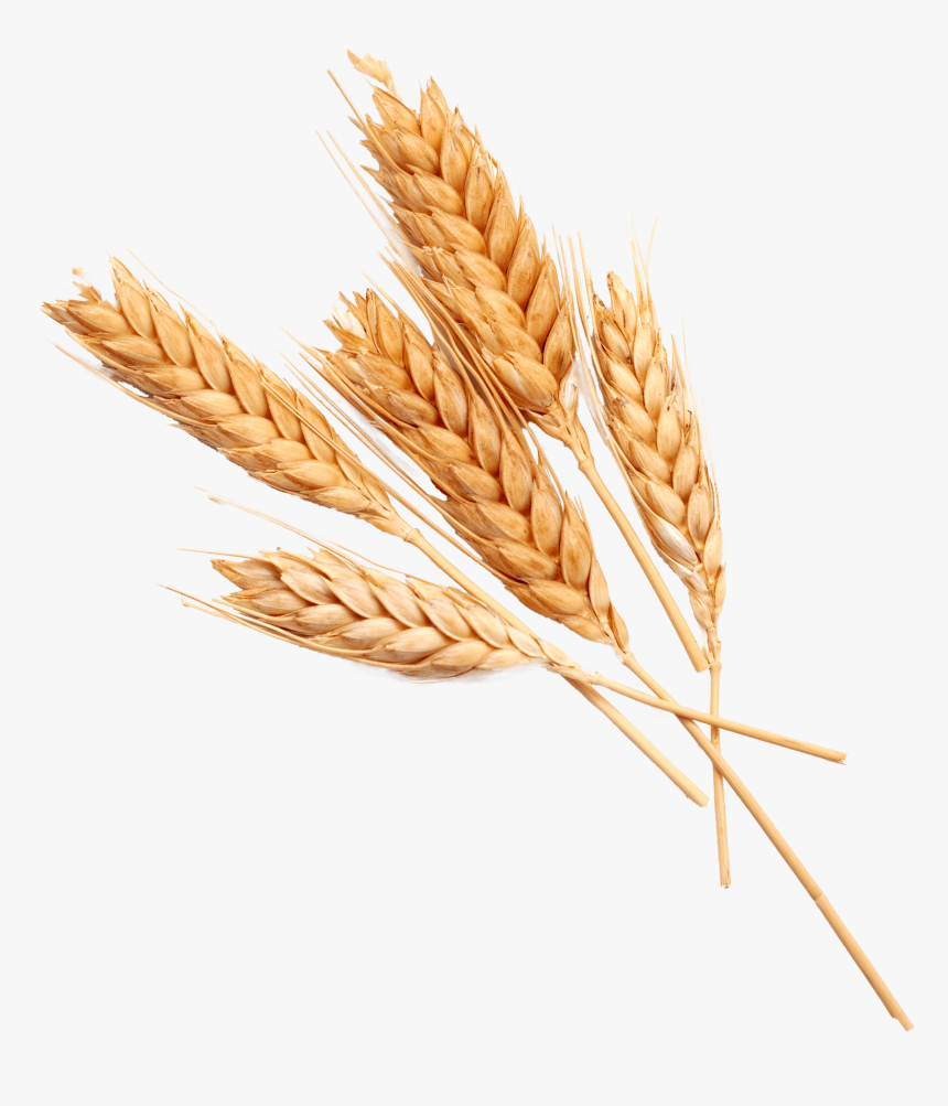 Wheat Ears, HD Png Download , Transparent Png Image - PNGitem