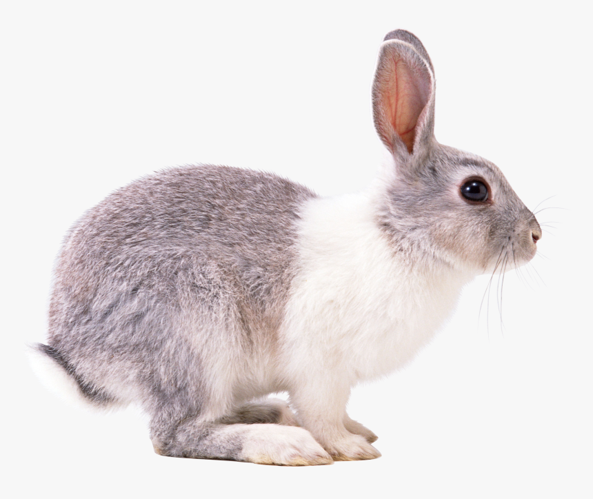 Transparent Rabbit, HD Png Download , Transparent Png Image - PNGitem