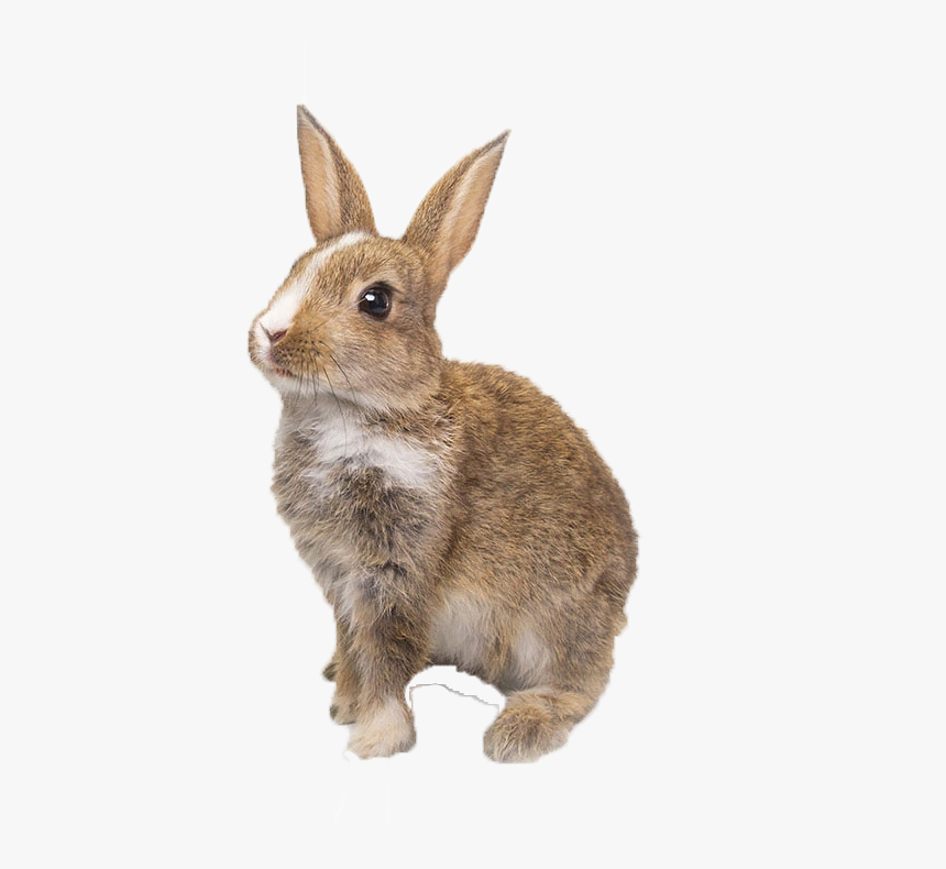 Bunnies Png Background - Domestic Rabbit, Transparent Png , Transparent ...