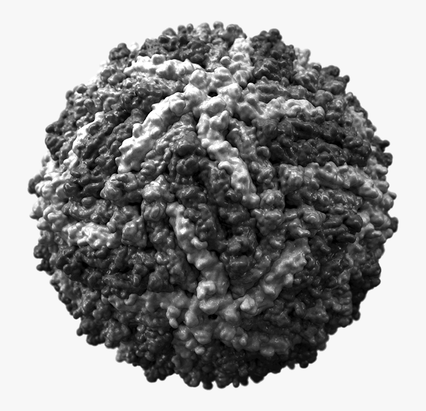 Zika Virus Capsid - Zika Virus, HD Png Download , Transparent Png Image ...
