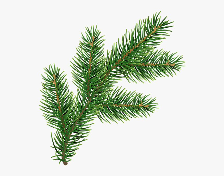 Transparent Pine Leaves Png, Png Download , Transparent Png Image - PNGitem