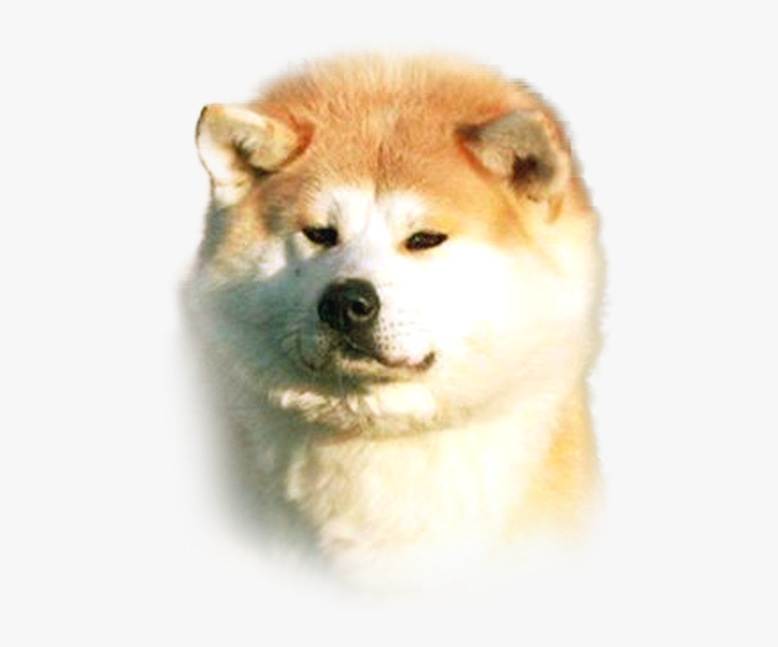 Akita Inu, HD Png Download , Transparent Png Image - PNGitem