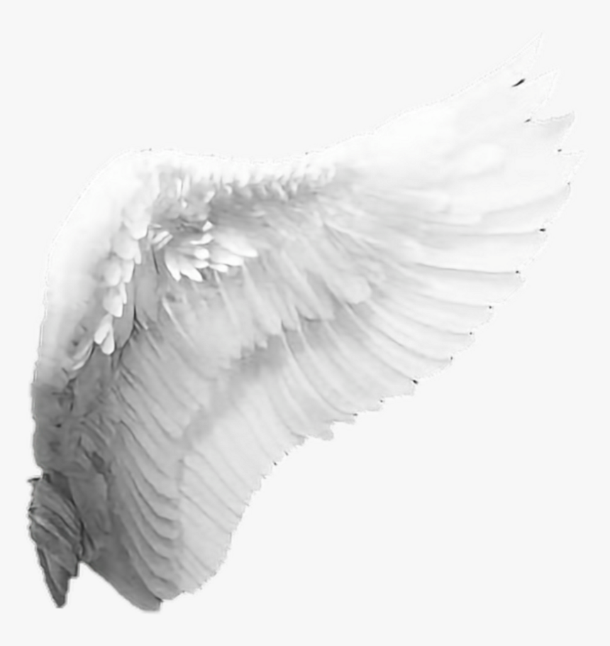 Angel Wings Png , Png Download - Angel Wings No Background, Transparent ...