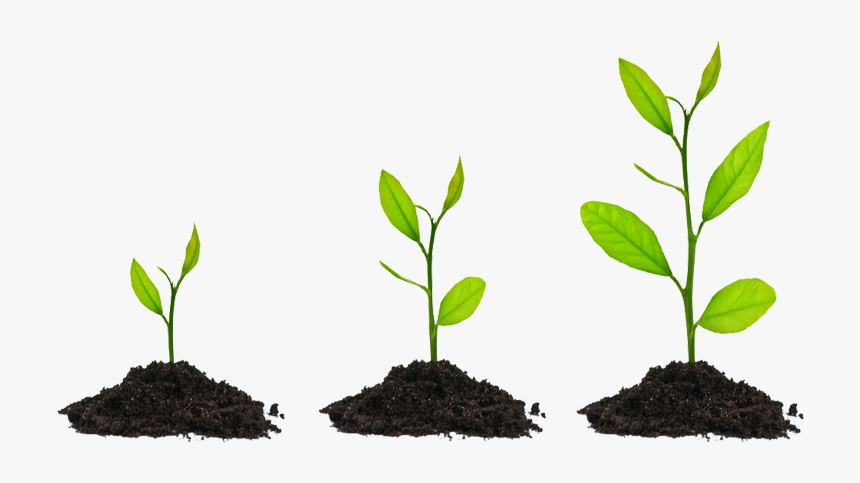 Grow- - Growing Plant Transparent Background, HD Png Download ...
