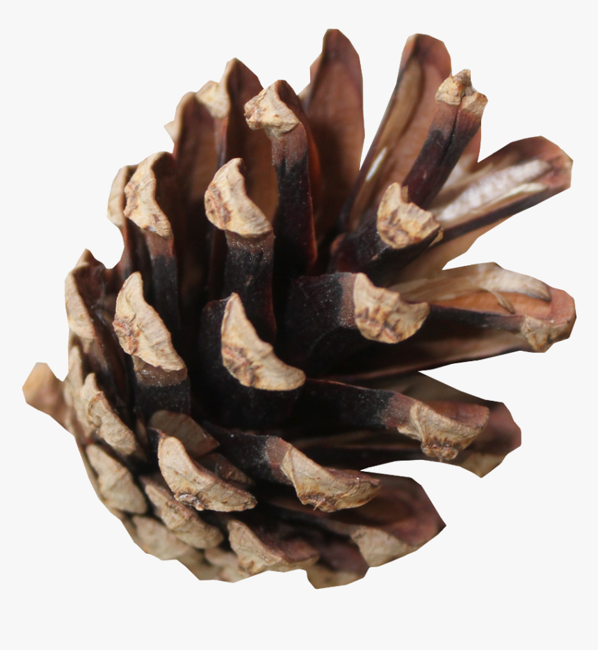 Pond Pine , Png Download - Conifer Cone, Transparent Png , Transparent ...