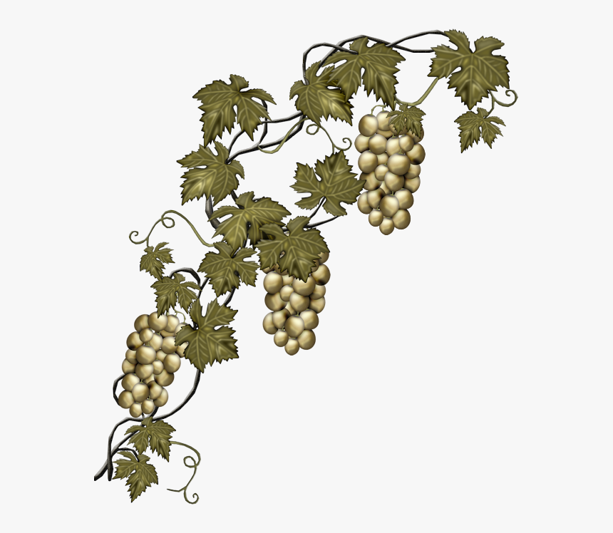 Grape Vine Border Png, Transparent Png , Transparent Png Image - PNGitem