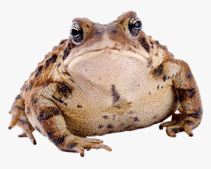 Toad Front View - Transparent Toad Png, Png Download , Transparent Png ...