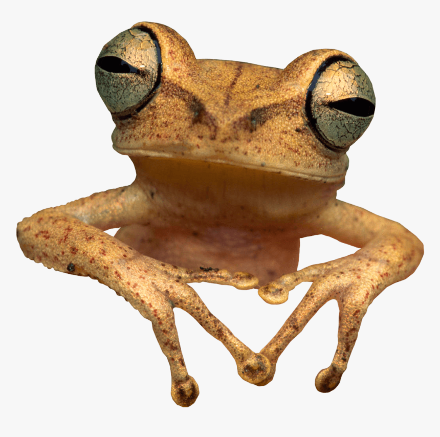 Toad Frog - Frogs And Toads With Transparent Background, HD Png ...