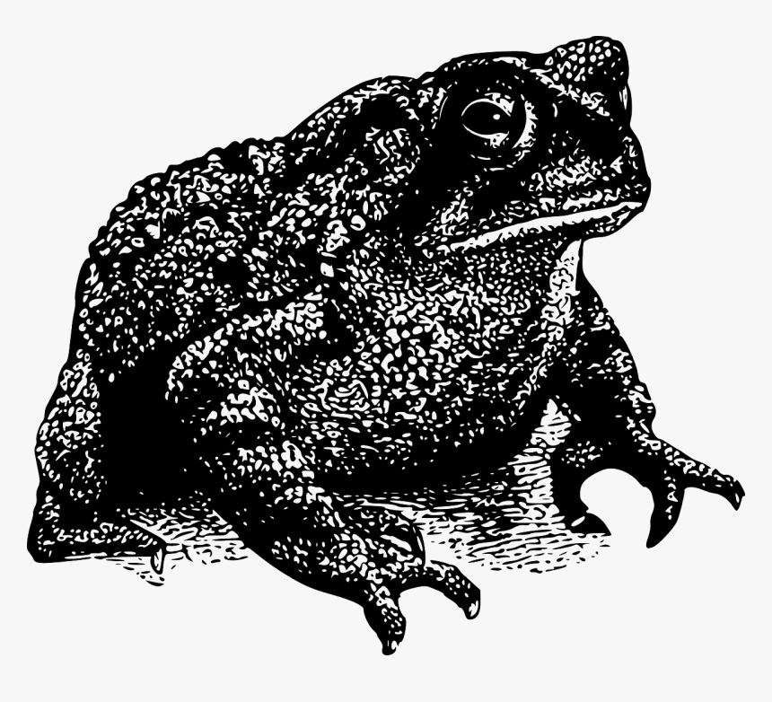 Toad Vector, HD Png Download , Transparent Png Image - PNGitem