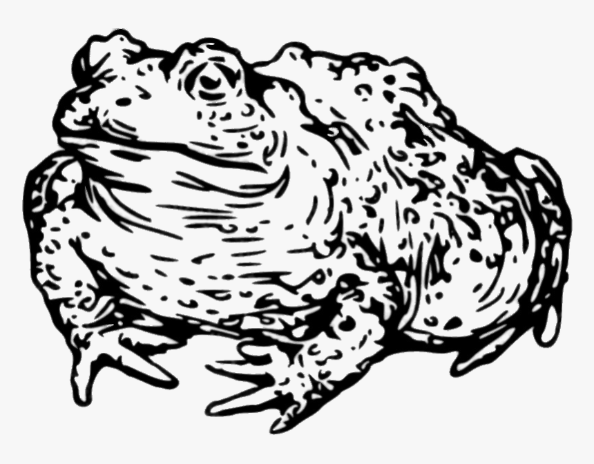 Toad Clip Art Black And White