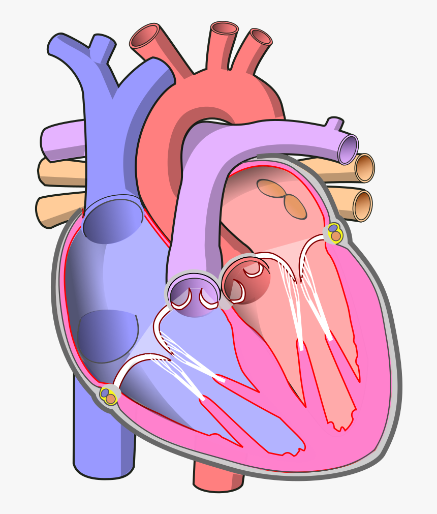 Human Heart Without Labels, HD Png Download , Transparent Png Image ...