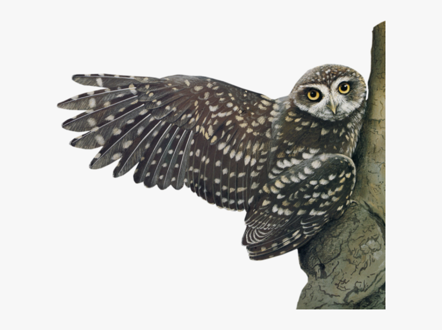 Owl, HD Png Download , Transparent Png Image - PNGitem