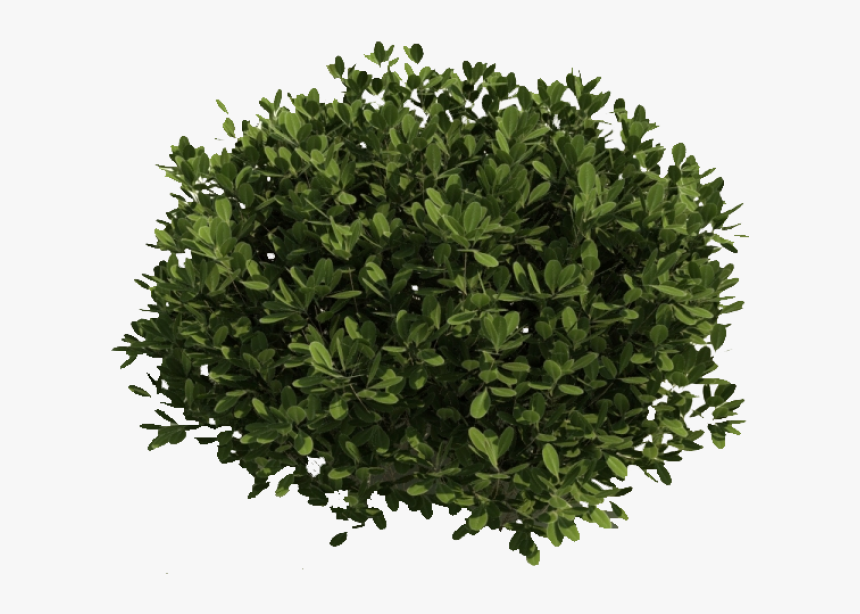 Bush Png, Transparent Png , Transparent Png Image - PNGitem