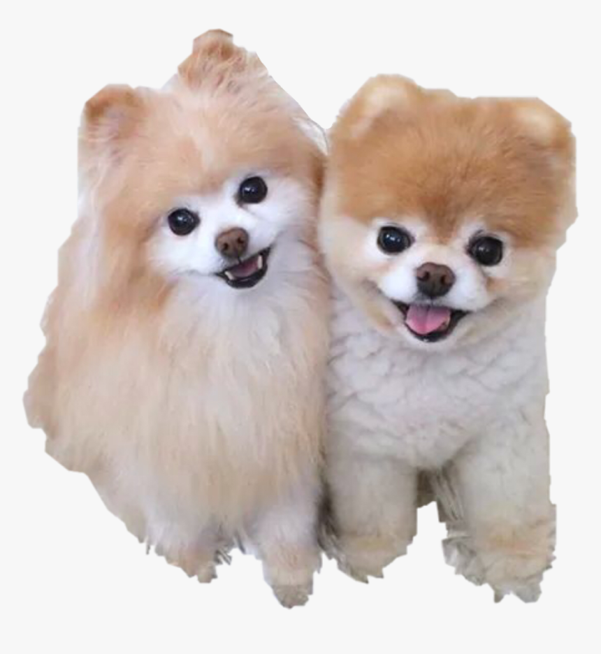 Transparent Cute Dogs Png - Boo Dog, Png Download , Transparent Png ...