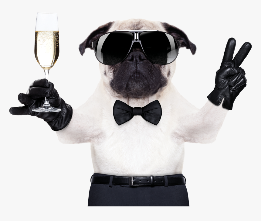 Cool Pug, HD Png Download , Transparent Png Image - PNGitem