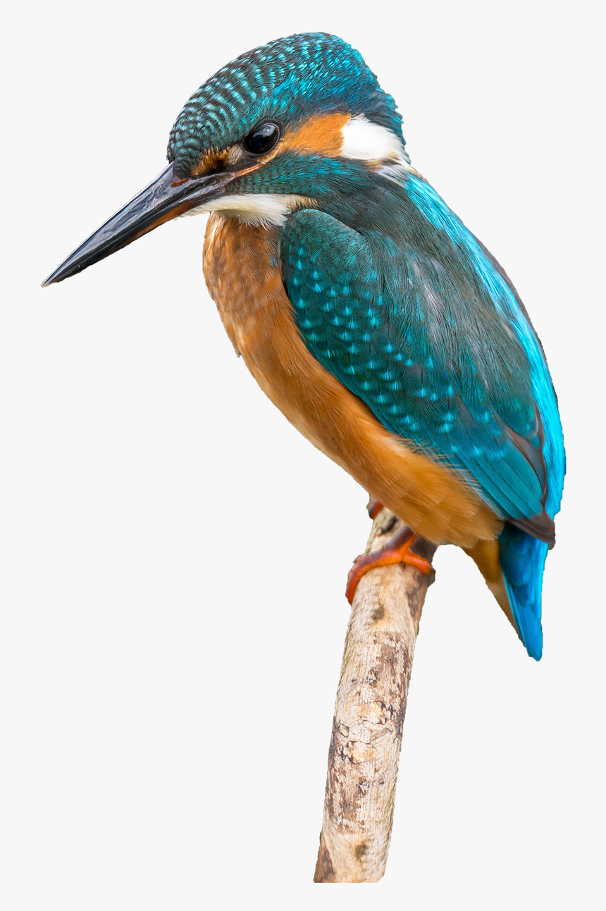 Isolated Birds Png, Transparent Png , Transparent Png Image - PNGitem