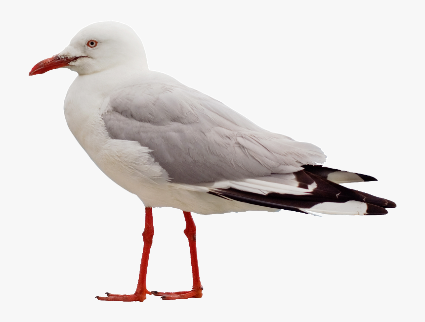 Seagull Png, Transparent Png , Transparent Png Image - PNGitem