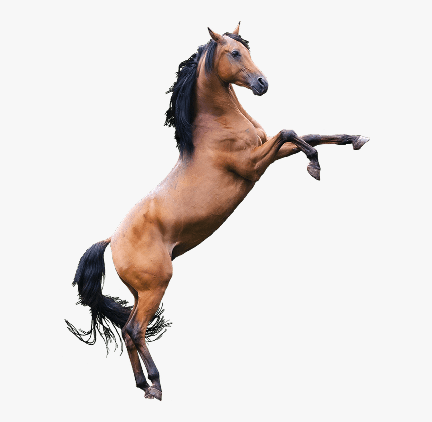 Stallion , Png Download - Horse, Transparent Png , Transparent Png ...