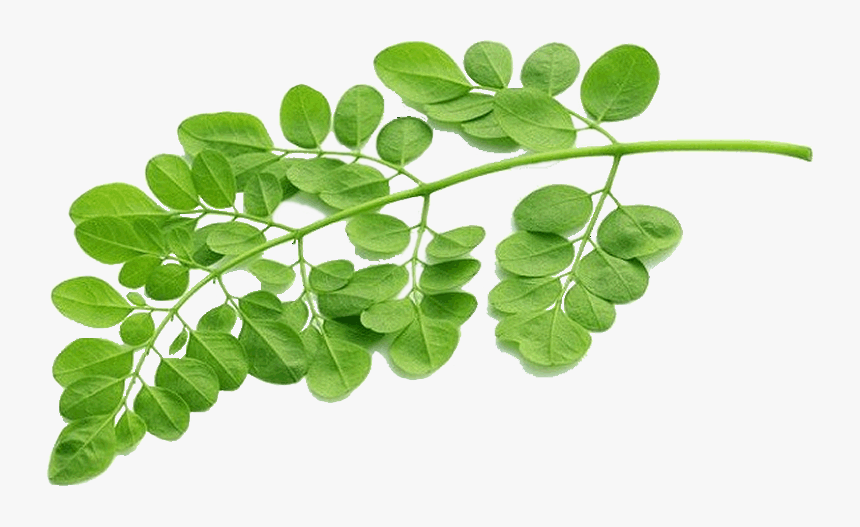 Moringa Tree Png, Transparent Png , Transparent Png Image - PNGitem