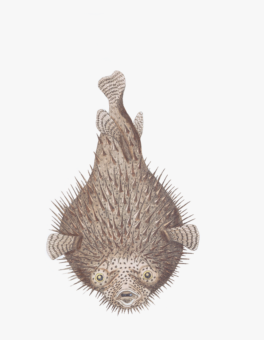 Diodon, HD Png Download , Transparent Png Image - PNGitem