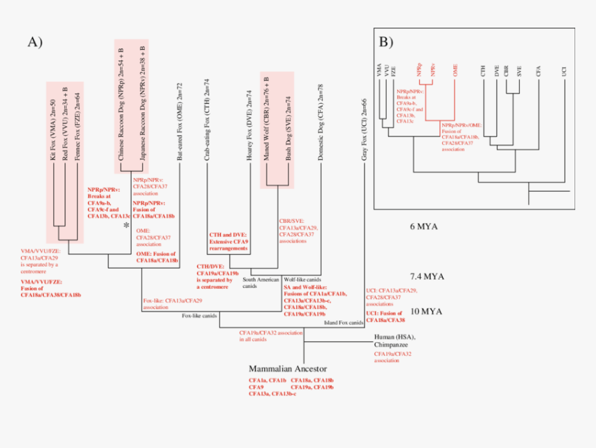 Diagram, HD Png Download , Transparent Png Image - PNGitem