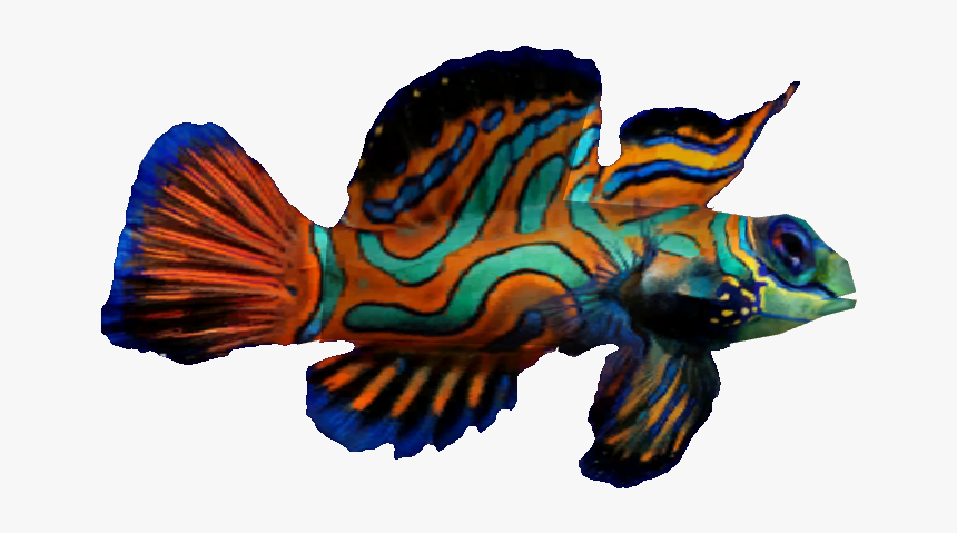 Mandarin Fish - Mandarin Fish Png, Transparent Png , Transparent Png ...