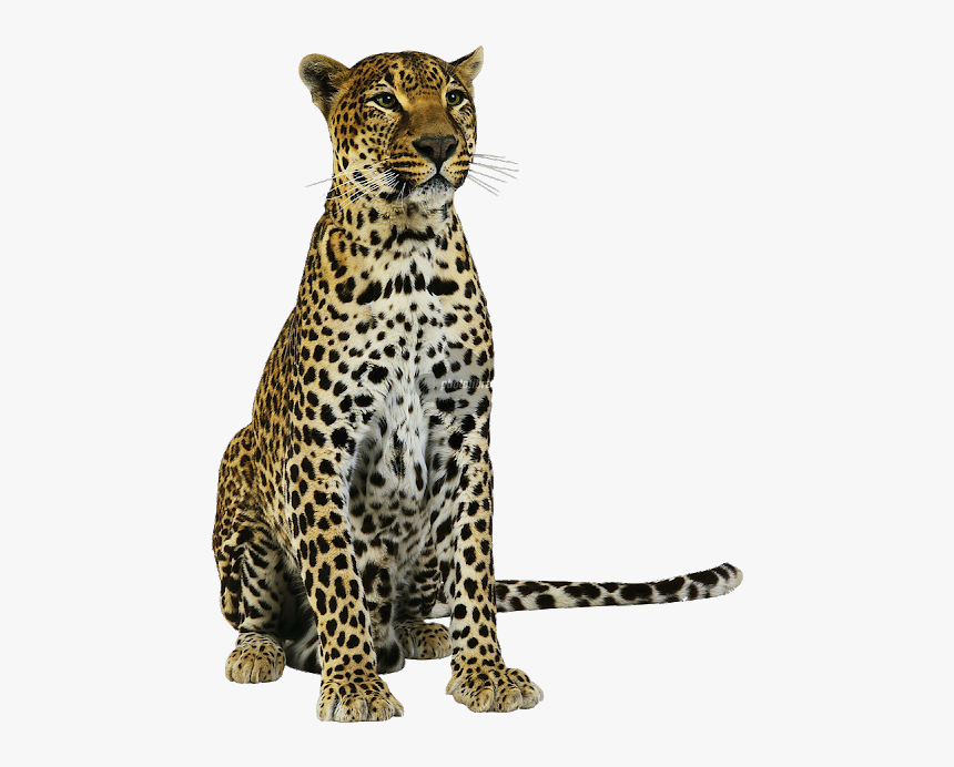Amur Leopard Transparent Background, HD Png Download , Transparent Png ...