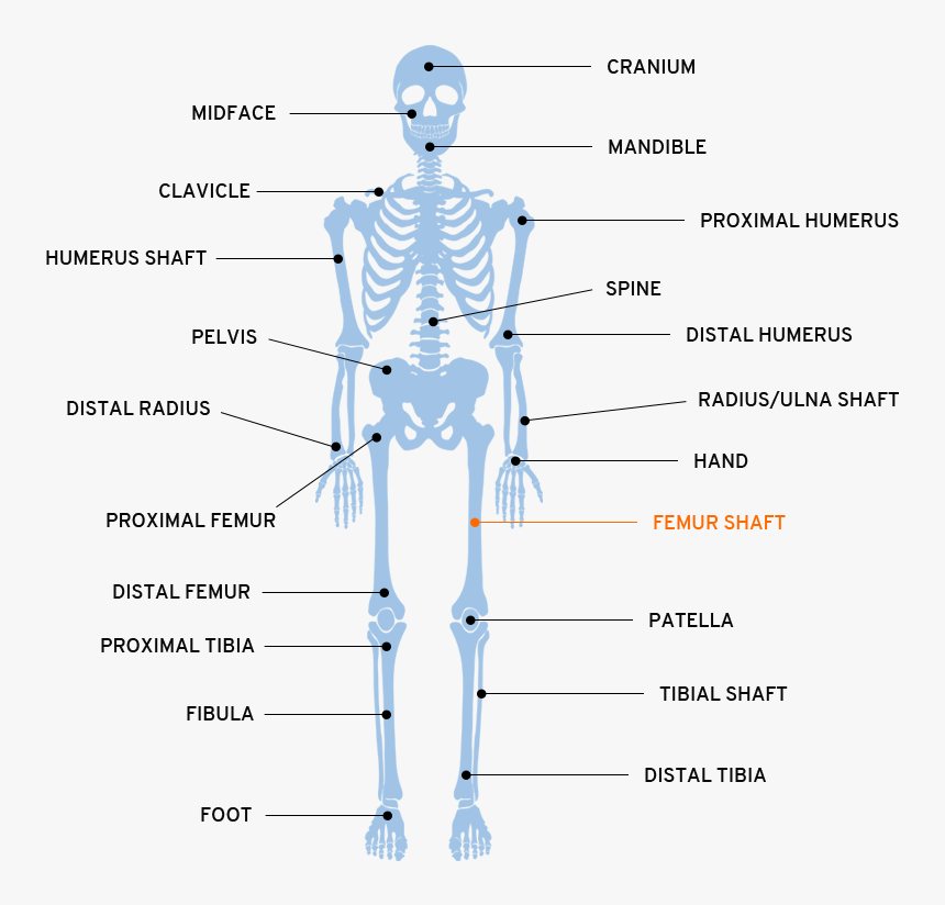 Map - Plate Part Of The Body, HD Png Download , Transparent Png Image ...