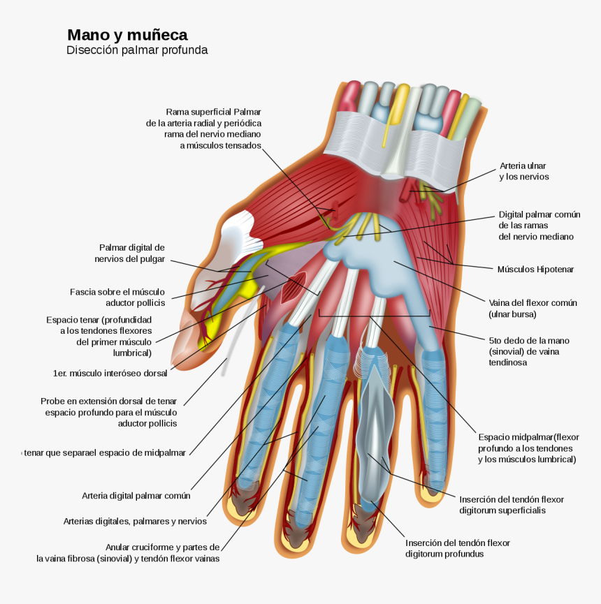 Top Of Hand Diagram, HD Png Download , Transparent Png Image - PNGitem