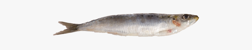 Klondyked Herring, HD Png Download , Transparent Png Image - PNGitem