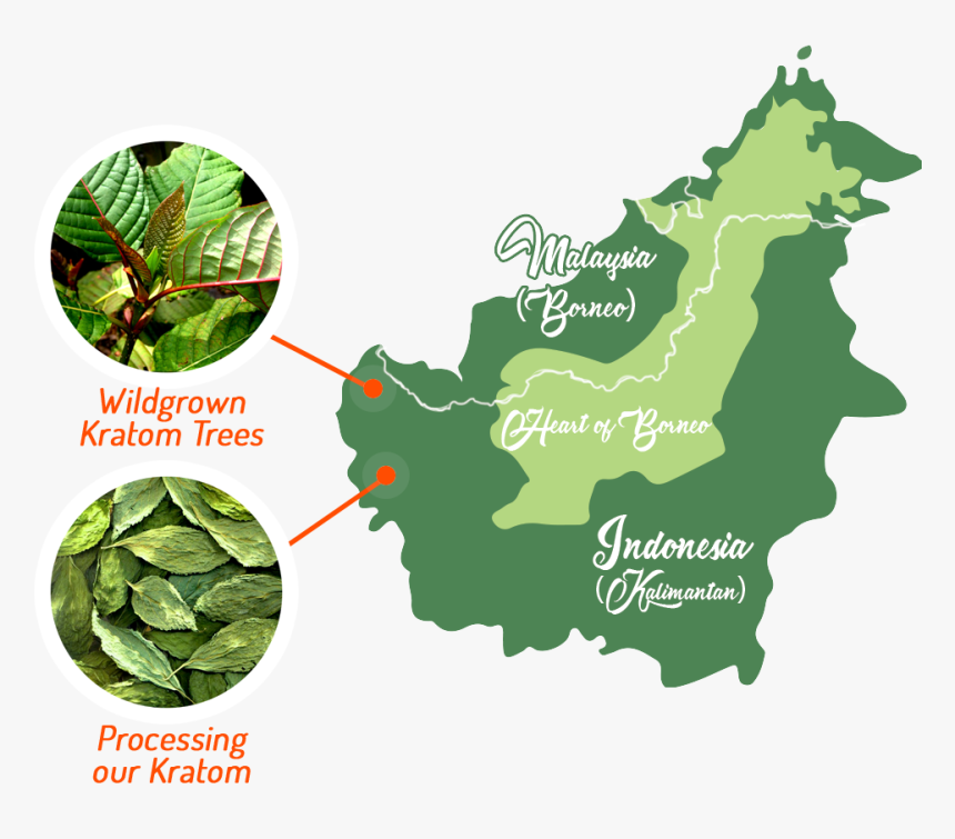 Transparent Kratom Png - Borneo Rainforest Map, Png Download ...