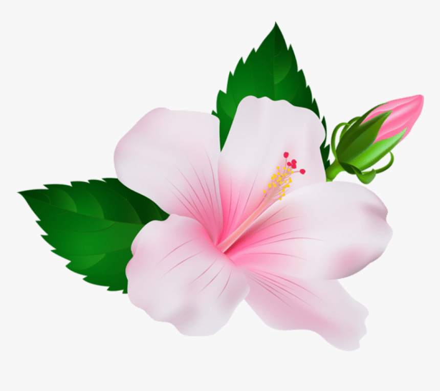 Transparent Hawaiian Flowers Png - Pink Hibiscus Png, Png Download ...