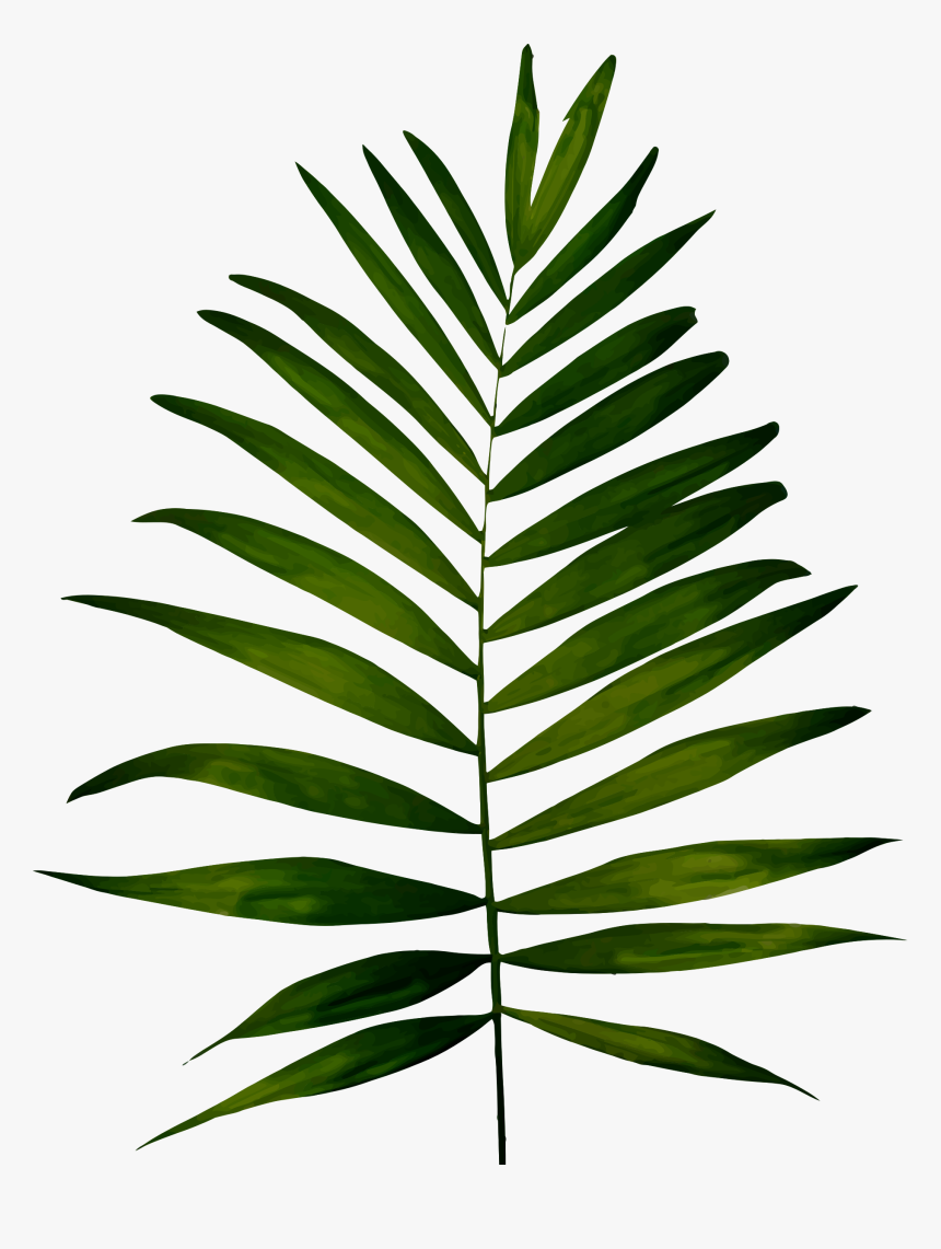 Fern Leaf Clip Art