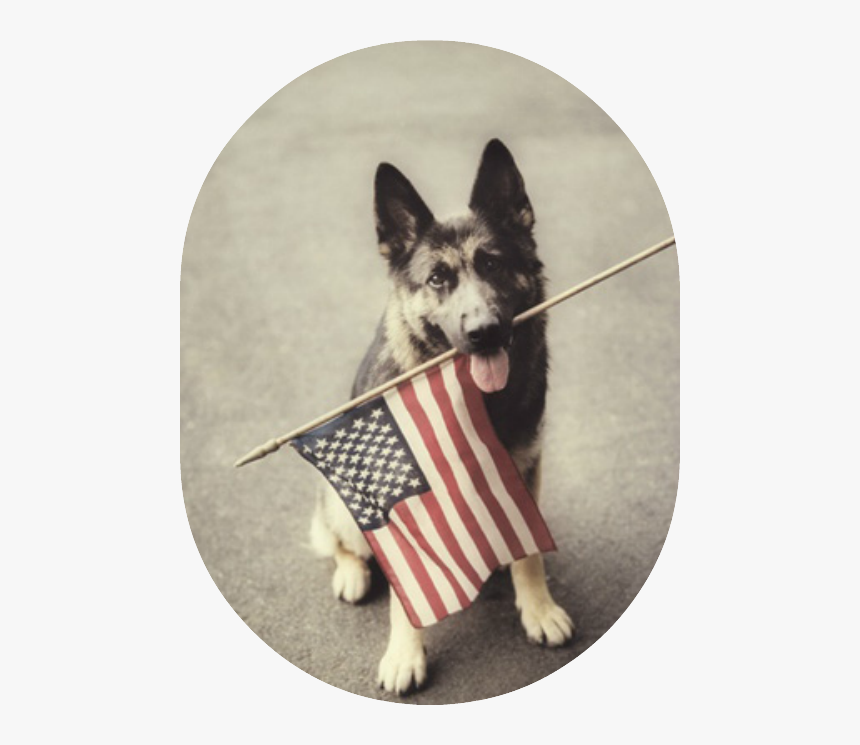 Dog Holding American Flag - Happy Labor Day Dogs, HD Png Download ...