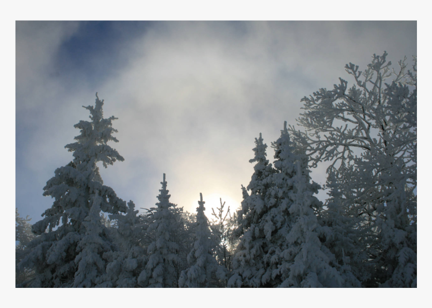 Shortleaf Black Spruce, HD Png Download , Transparent Png Image - PNGitem