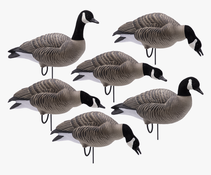 Full Body Lessers With Flocked Heads Class - Final Approach Goose ...