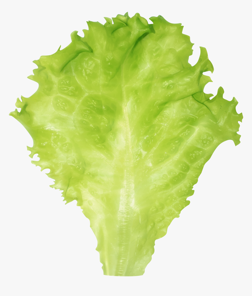 Romaine Lettuce Leaf Clip Art