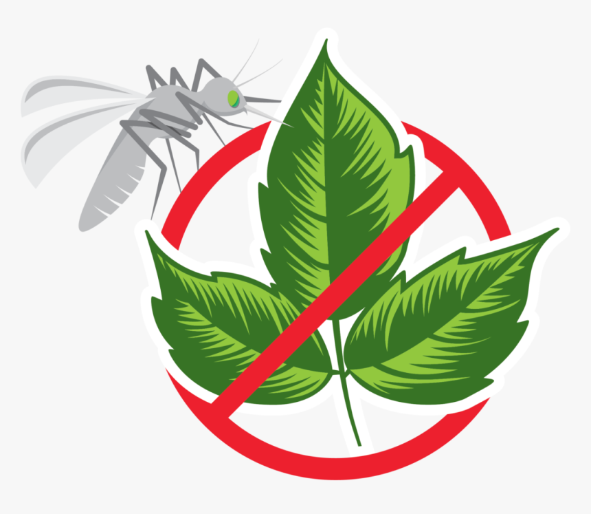 Ditch The Itch, HD Png Download , Transparent Png Image - PNGitem