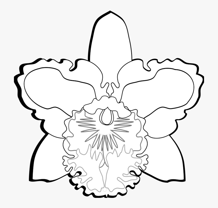 Transparent Orchid Flower Png - Cattleya Orchids Flower Drawing, Png ...