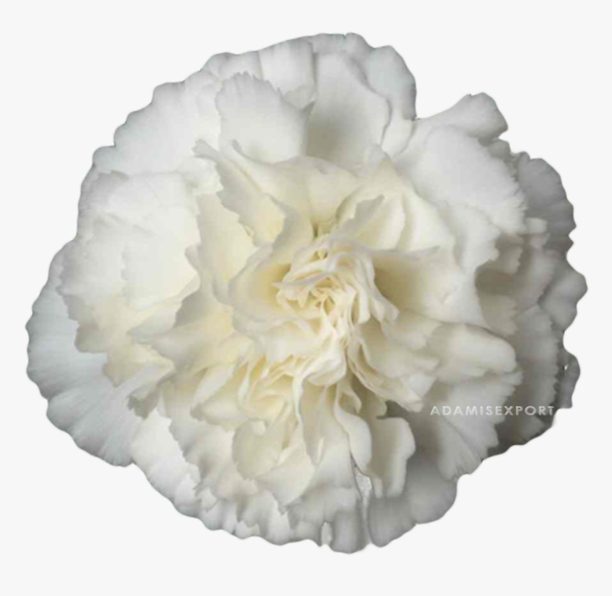 Carnation, HD Png Download , Transparent Png Image - PNGitem