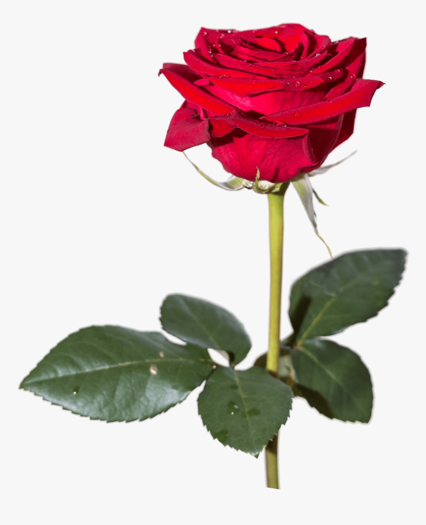 Transparent Rose Bouquet Clipart - Original Rose Flower Png, Png ...