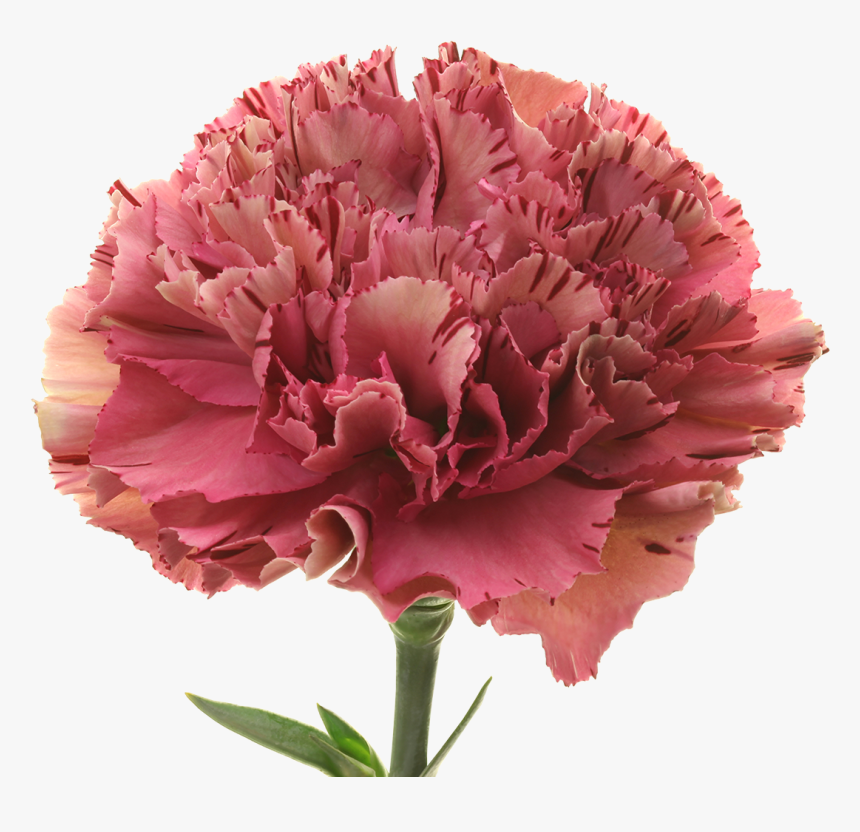 Carnation, HD Png Download , Transparent Png Image - PNGitem