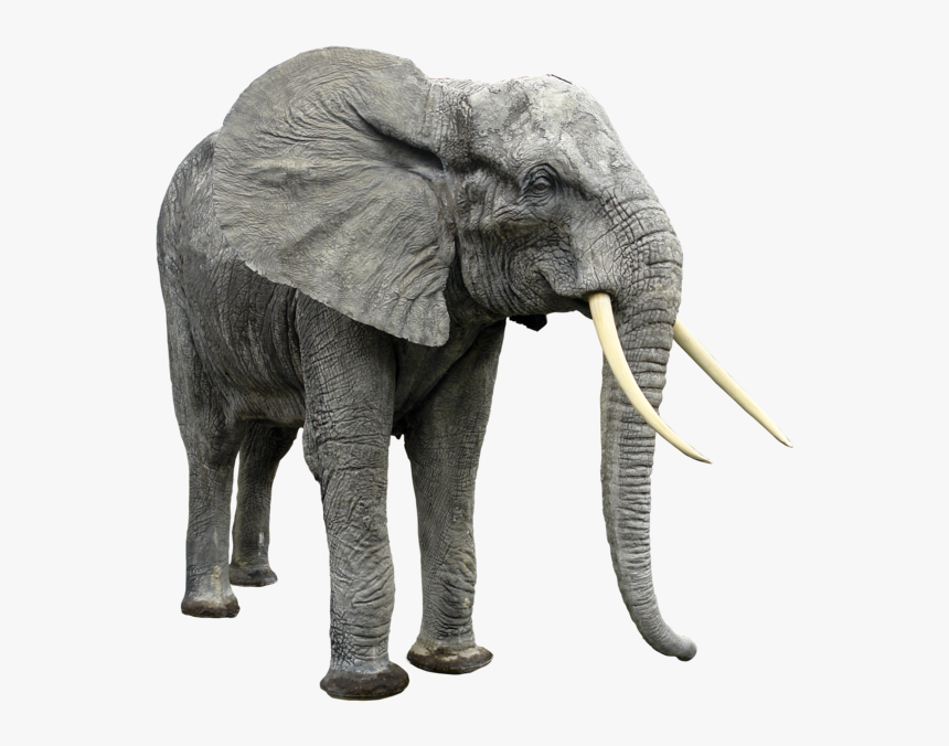 Elephant Png, Transparent Png , Transparent Png Image - PNGitem