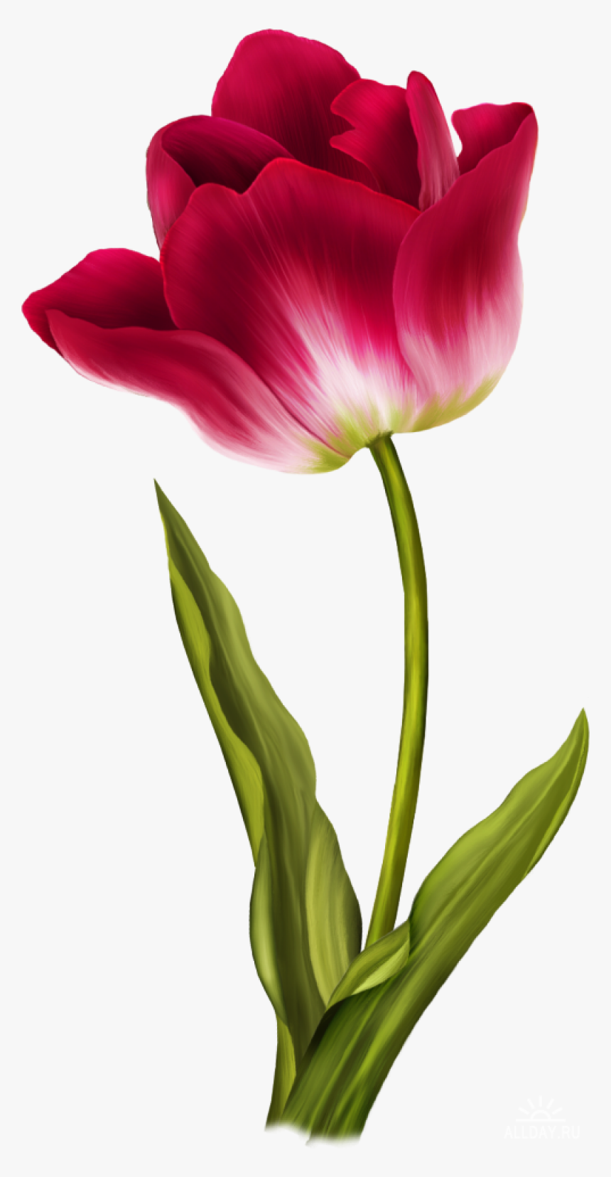 Tulip Flower Drawing Images With Colour Pic cafe