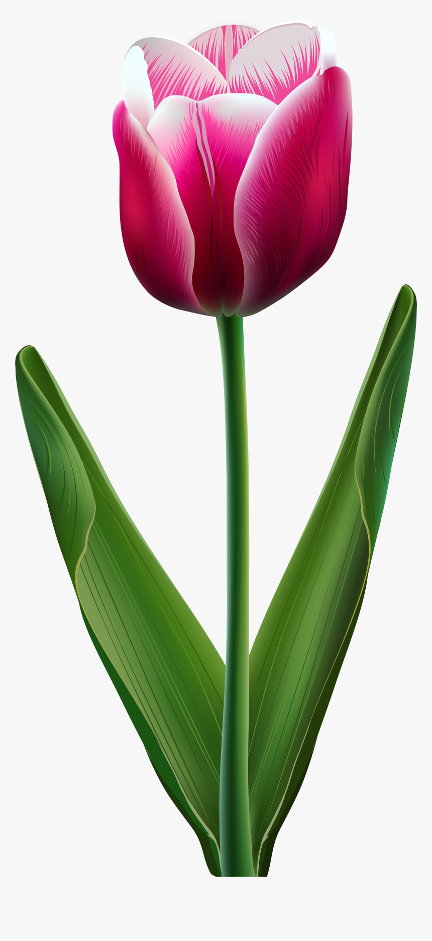 Tulip Flower Clip Art - Transparent Tulip, HD Png Download ...
