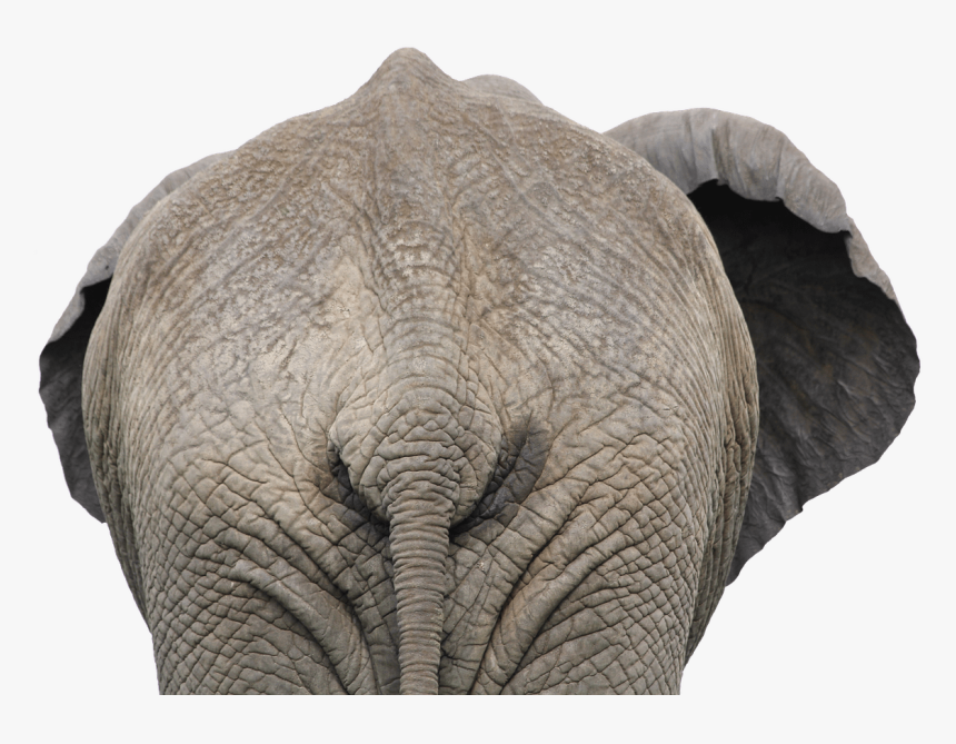 Download Free Elephant Png Transparent Images Transparent - Elephant ...