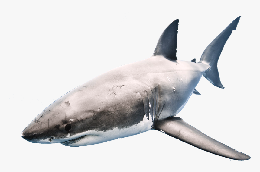 Shark Png Transparent Format - Shark In A Fishbowl, Png Download ...